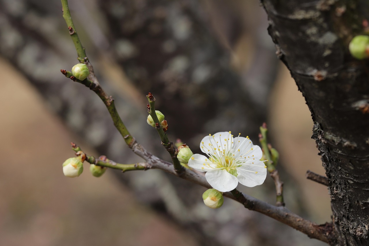 Plum Blossom Flower Spring - Free photo on Pixabay - Pixabay