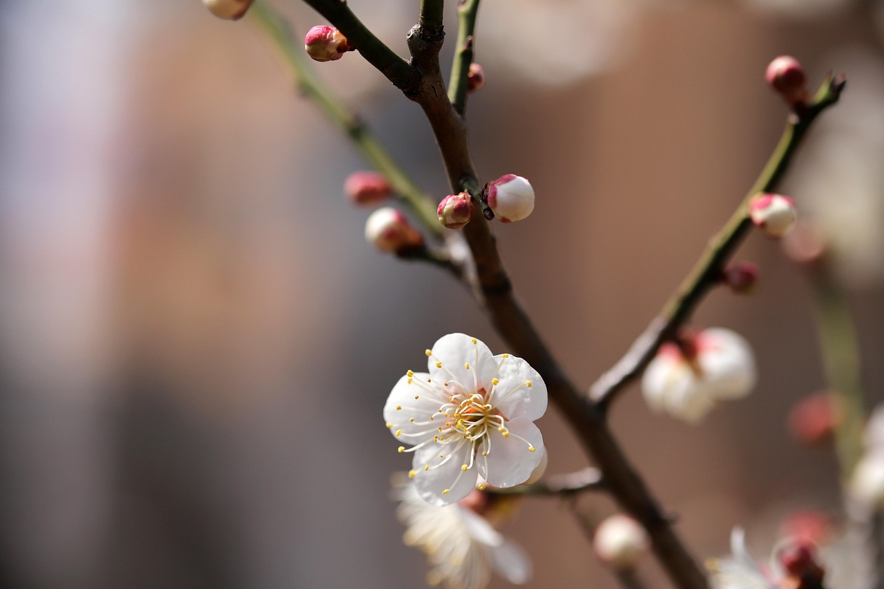 Plum Blossom Flowers Spring - Free photo on Pixabay - Pixabay