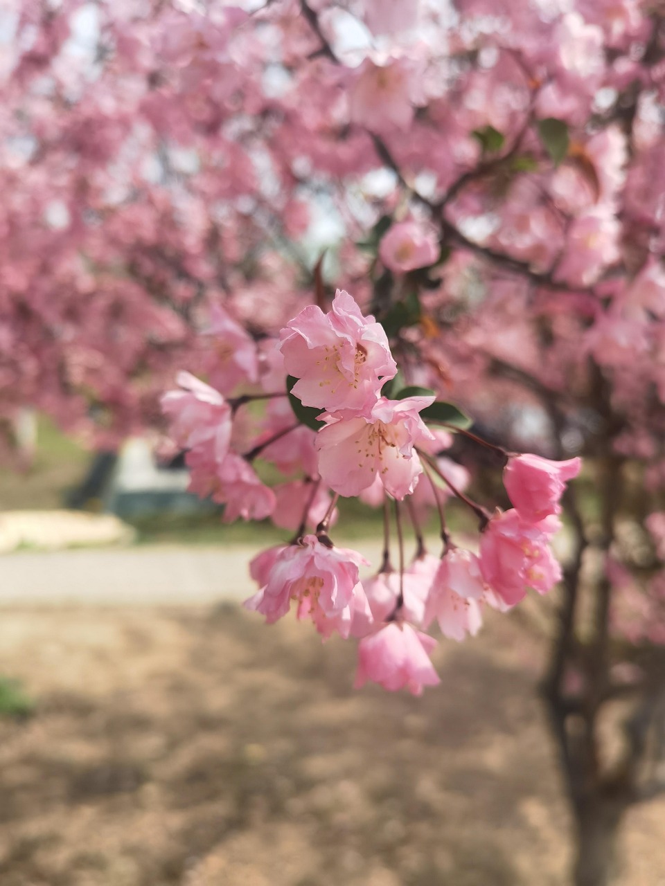 Flores Rosadas De Cerezo - Foto gratis en Pixabay - Pixabay