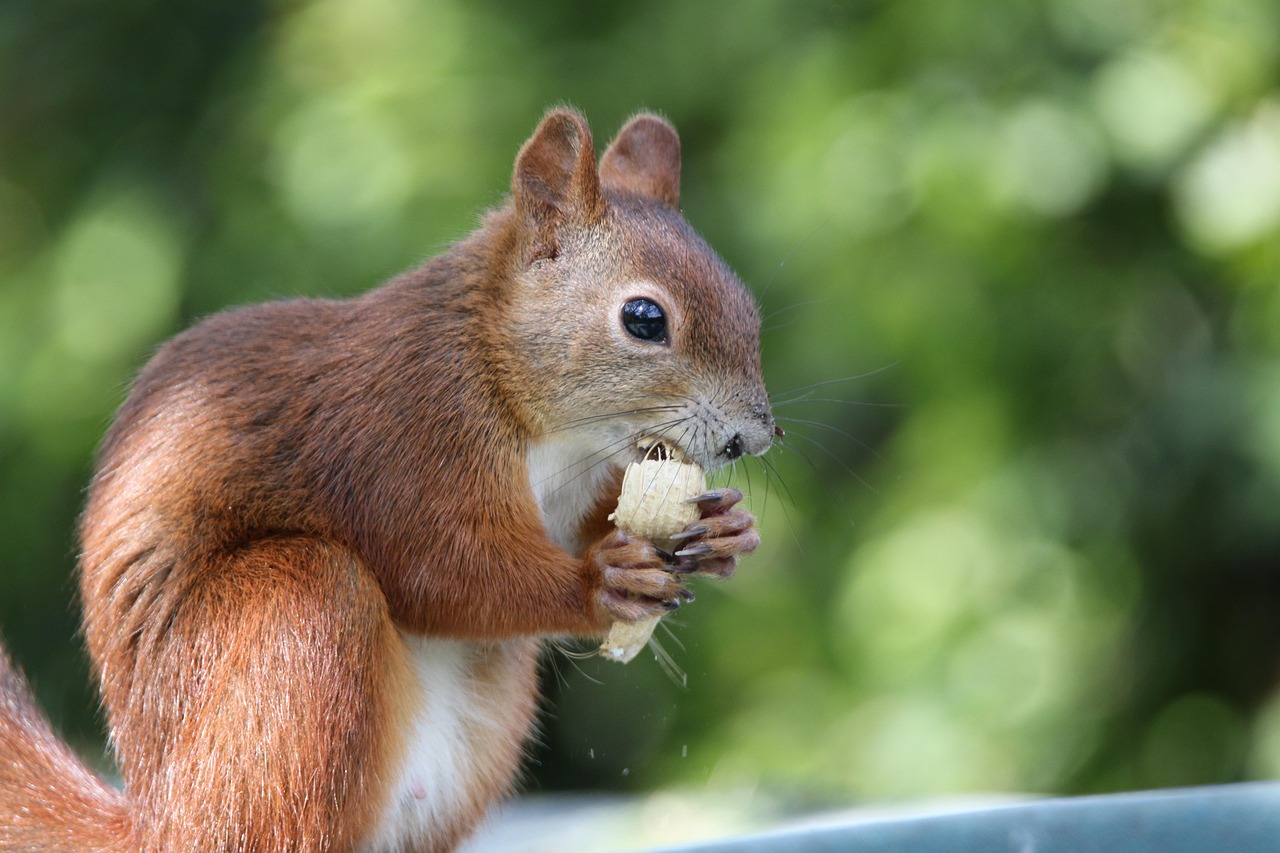 Animal Eating Squirrel - Free photo on Pixabay - Pixabay