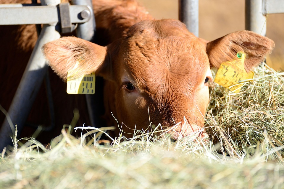 Animal Cow Mammal - Free photo on Pixabay