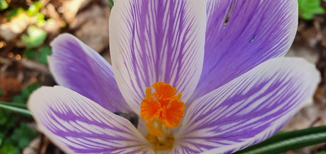Fleur Mauve Forêt - Photo gratuite sur Pixabay - Pixabay