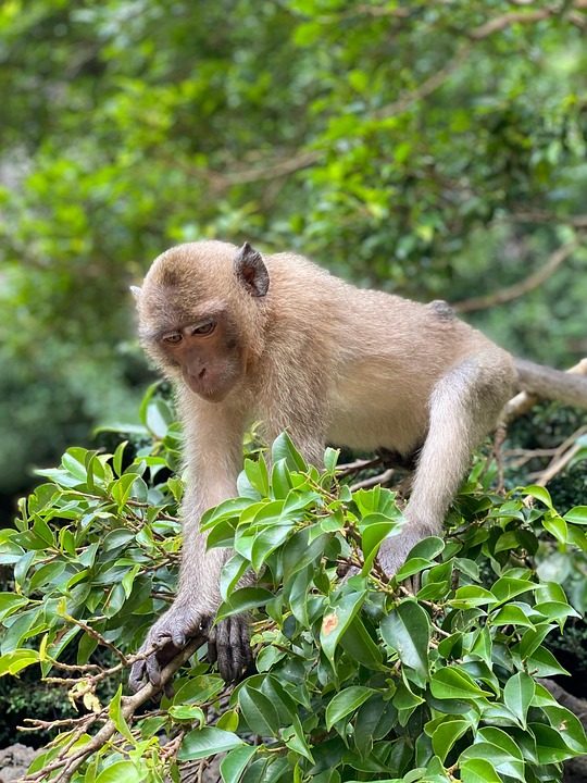 Animal Mono Primate - Foto gratis en Pixabay - Pixabay
