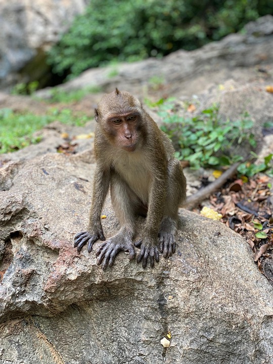 Animal Mammal Monkey - Free photo on Pixabay