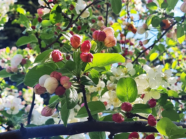 Flower Apple Tree Floral - Free photo on Pixabay