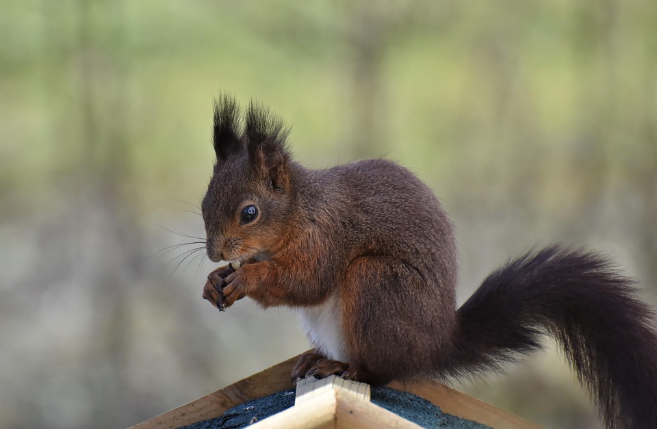 Animal Squirrel Rodent - Free photo on Pixabay