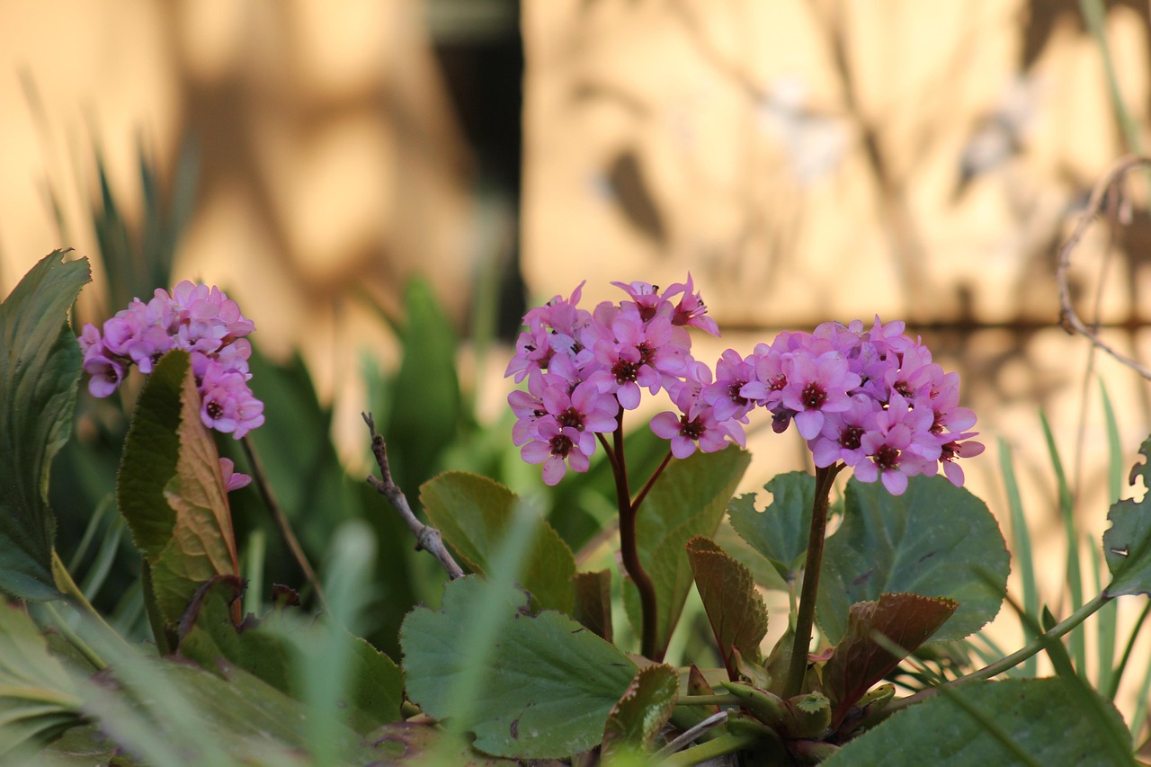 Flores Natureza Jardim - Foto gratuita no Pixabay - Pixabay
