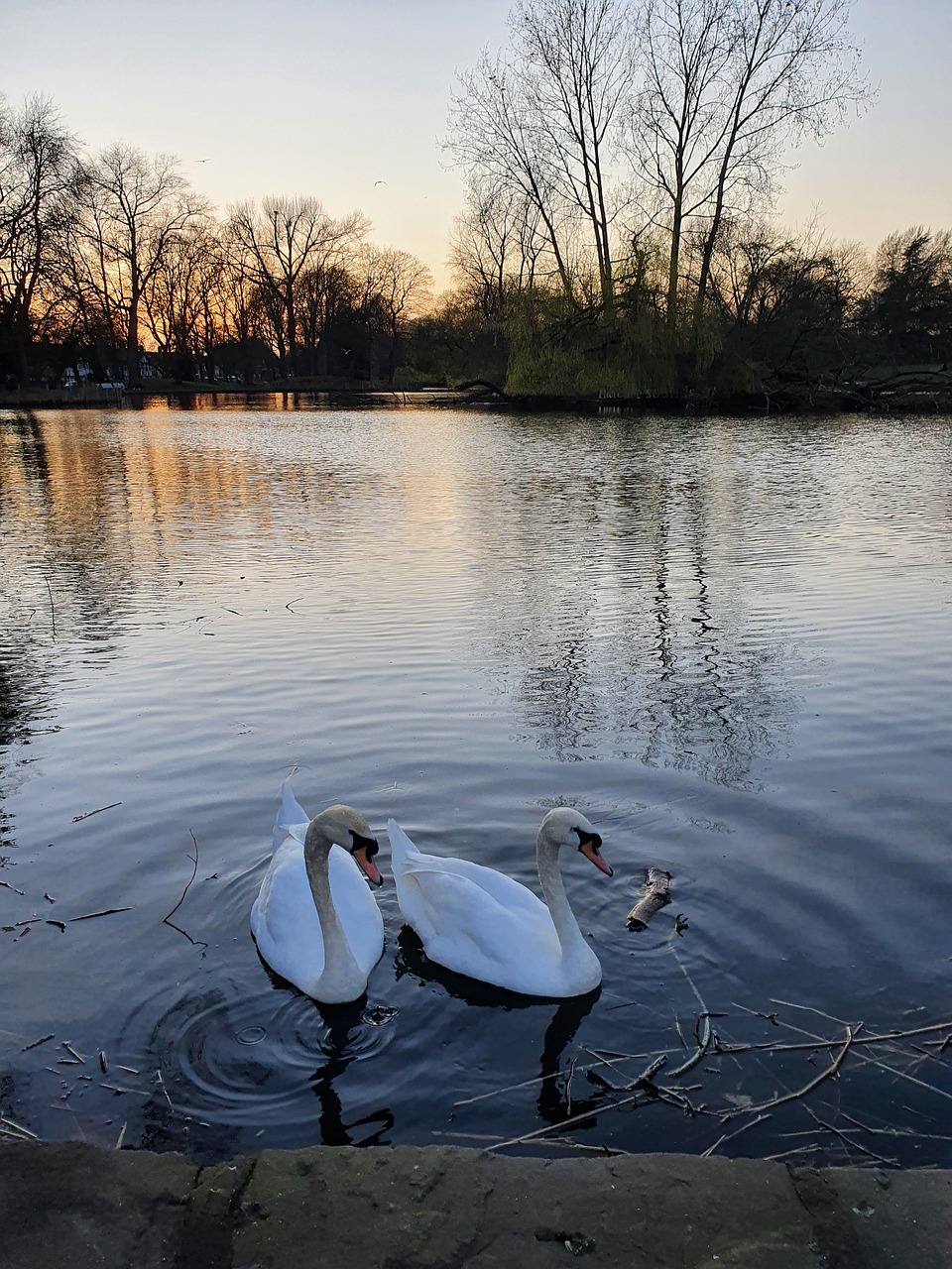 Swan Water Nature Stone Wall Parck - Free photo on Pixabay - Pixabay