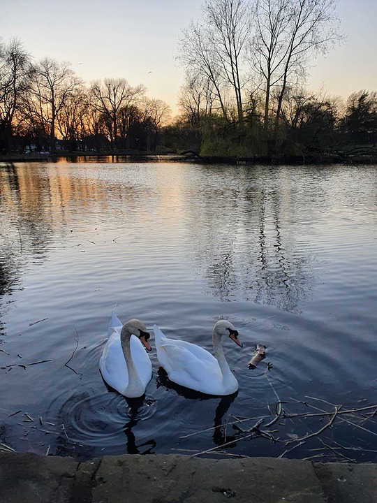 Swan Water Nature Stone Wall Parck - Free photo on Pixabay - Pixabay