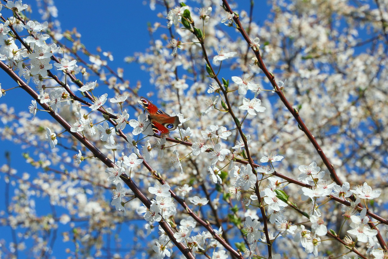 Wiosna Kwiaty Natura - Darmowe zdjęcie na Pixabay