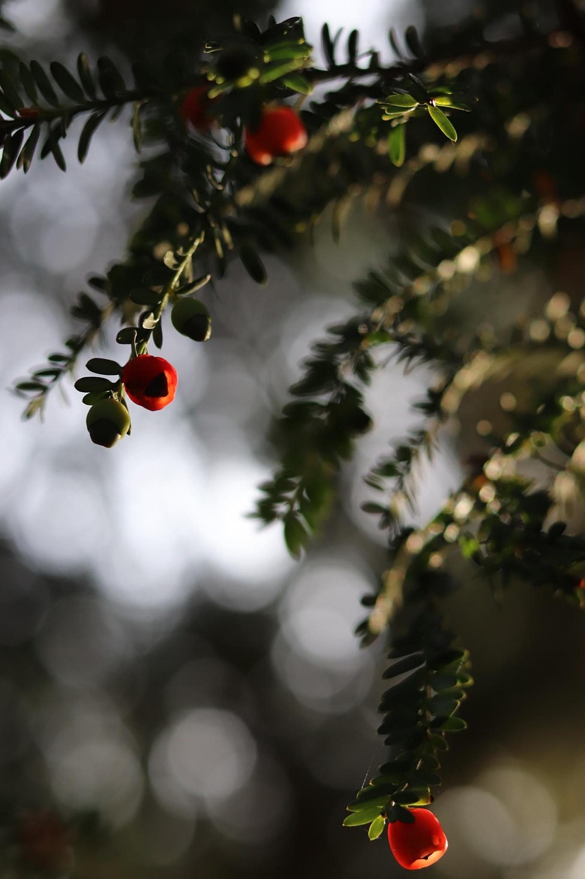 40,000+ Free Yew Tree & Yew Images - Pixabay