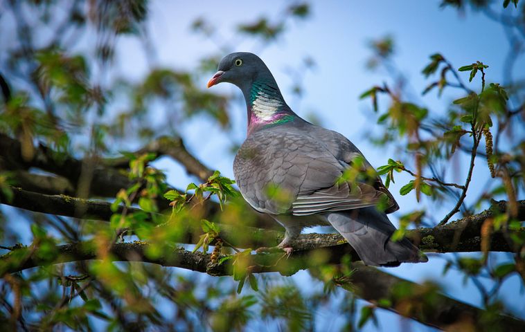 60+ Free Paloma Comun & Bird Photos - Pixabay