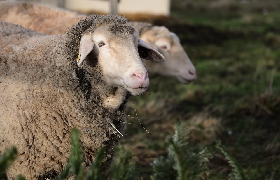 Animal Sheep Pasture Farm - Free photo on Pixabay