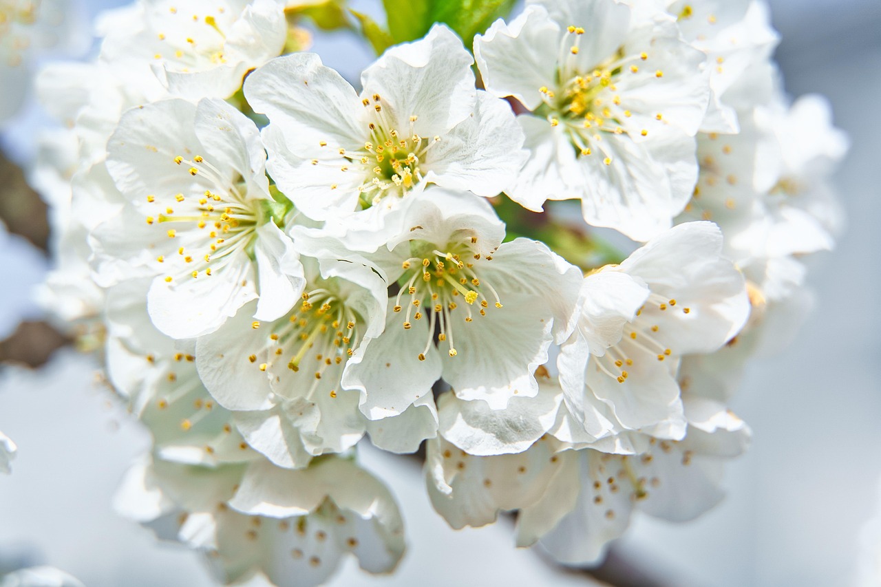 Flores Primavera Flor De Cerejeira - Foto gratuita no Pixabay
