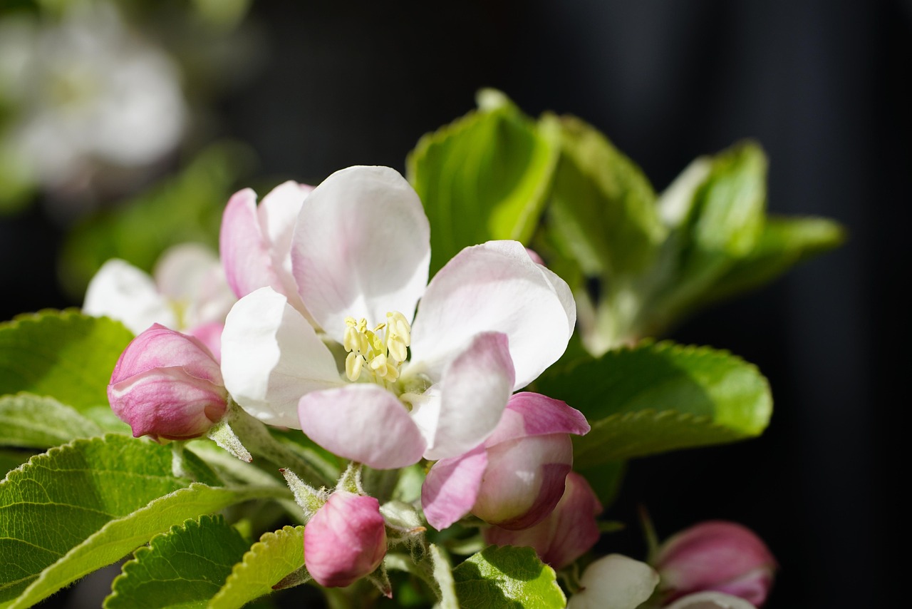 Flower Apple Spring - Free photo on Pixabay - Pixabay