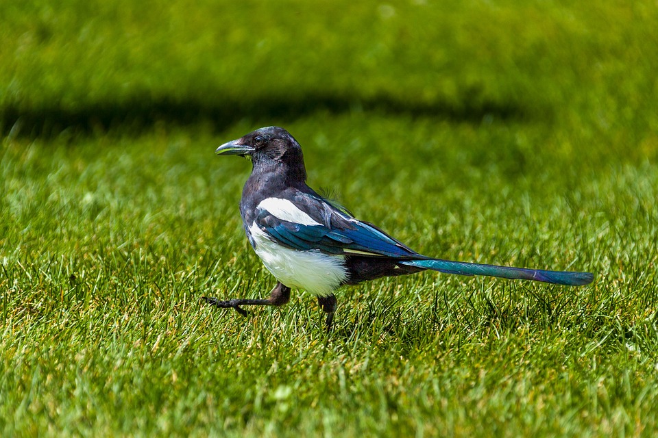 Magpie Bird Animal - Free photo on Pixabay - Pixabay