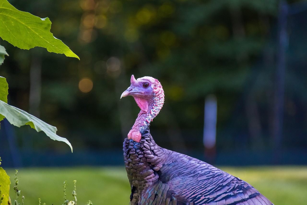 Pavo Animal Pájaro - Foto gratis en Pixabay - Pixabay