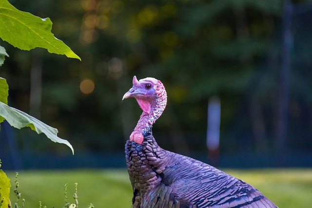 Dinde Animal Oiseau - Photo gratuite sur Pixabay - Pixabay