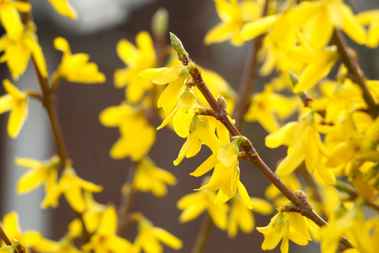 Forsythia Flowers Spring - Free photo on Pixabay - Pixabay