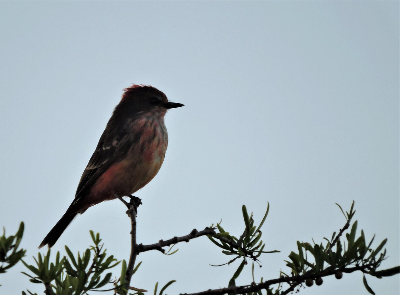 Pájaro Naturel - Photo gratuite sur Pixabay - Pixabay