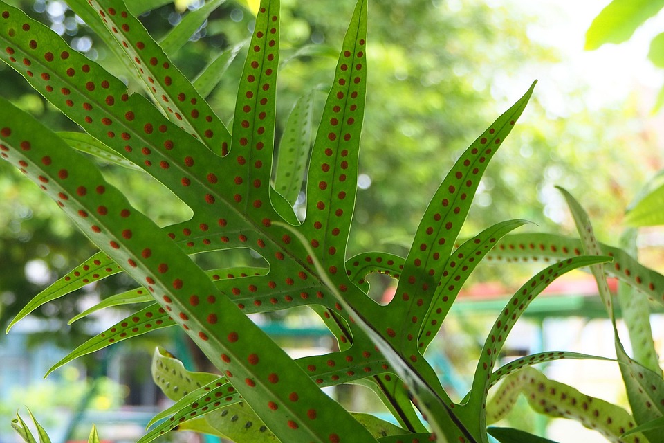 Daun-Daun Pakis Raja Botani - Foto gratis di Pixabay - Pixabay