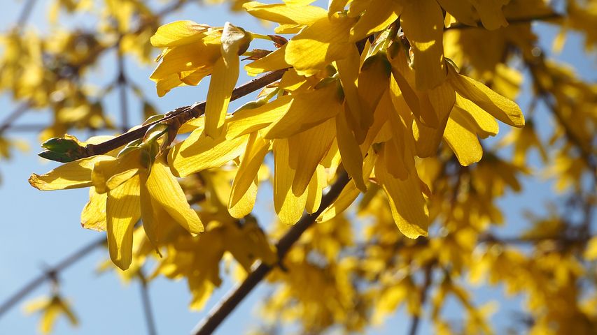 100+ Free Forsythia Shrubs & Forsythia Photos - Pixabay