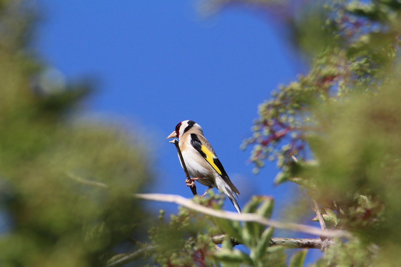 Oiseau Chardonneret Ornithologie - Photo gratuite sur Pixabay