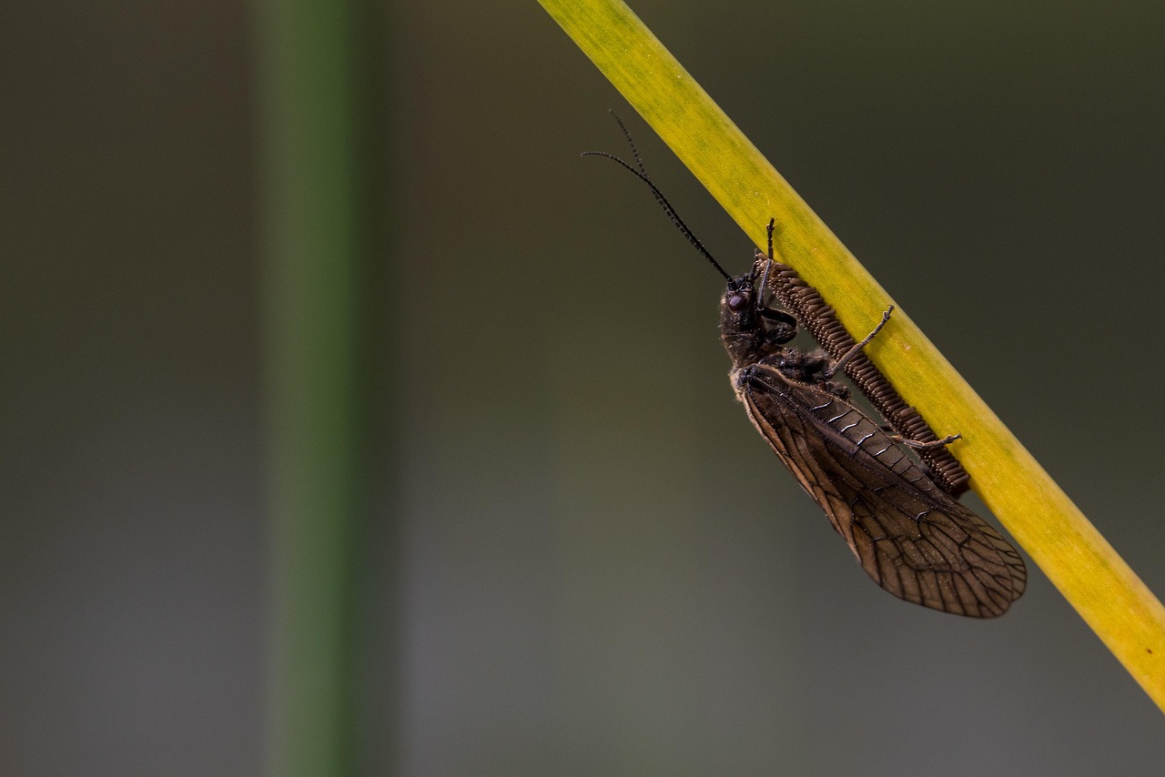 Megaloptera Insect Nature Mud - Free photo on Pixabay