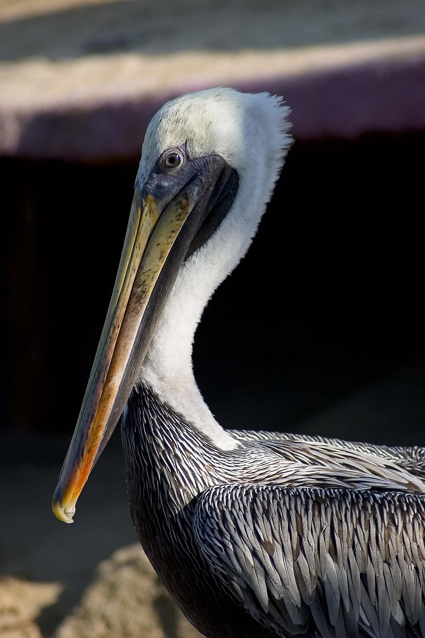 Pelícano Pájaro Animal Ave - Foto gratis en Pixabay - Pixabay