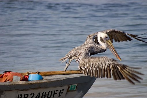 40+ Free Pelican Boat & Boat Images - Pixabay