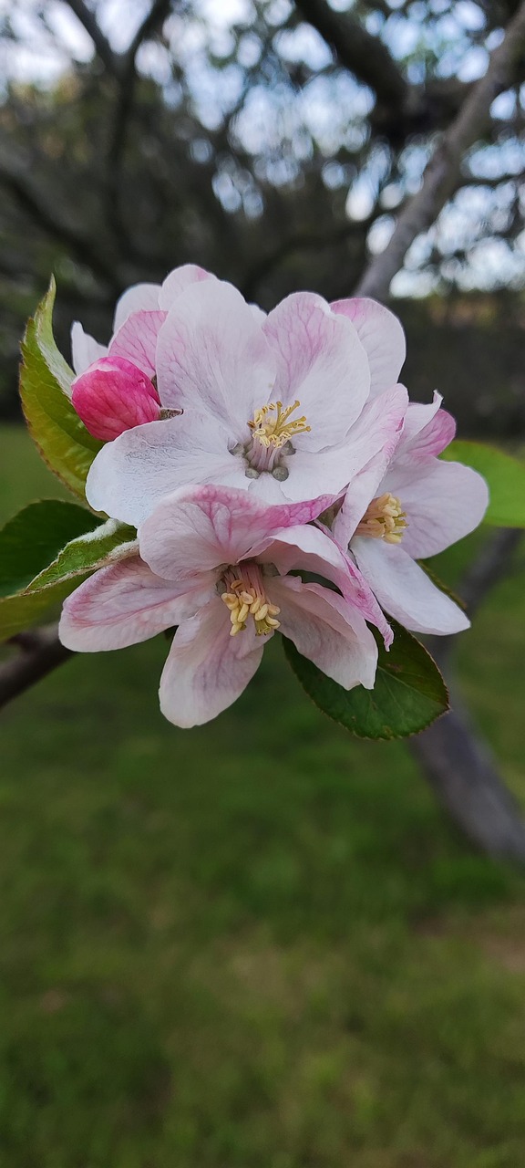 Bunga-Bunga Pohon Apel Apple Tree - Foto gratis di Pixabay - Pixabay