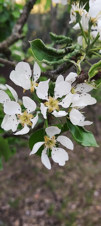 Sour Cherry Flower White - Free photo on Pixabay - Pixabay