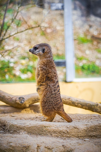 300,000+ Free Animal Posing & Animal Images - Pixabay