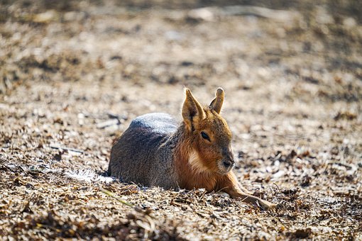 Patagonian Mara Rodent Animal - Free photo on Pixabay