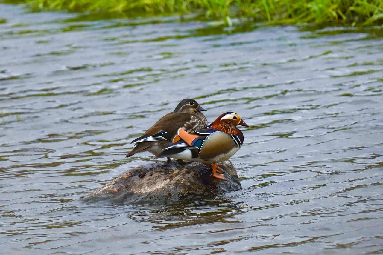 Birds Mandarin Ducks Ornithology - Free photo on Pixabay - Pixabay