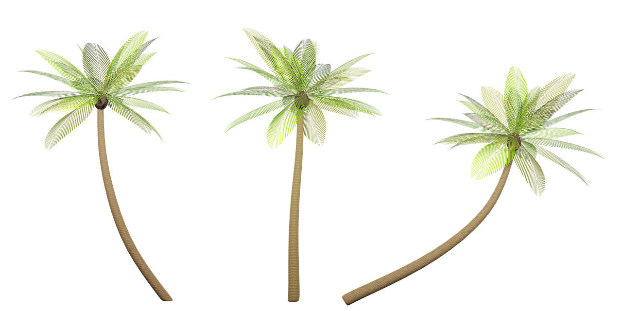Palmer Kokosnöt Träd - Gratis bilder på Pixabay - Pixabay