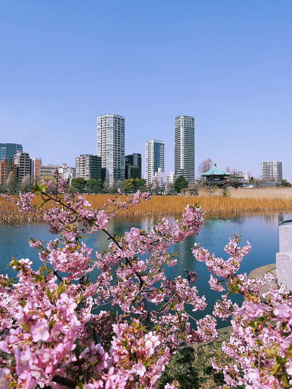 Plum Blossoms Shinobazu Pond Japan - Free photo on Pixabay - Pixabay