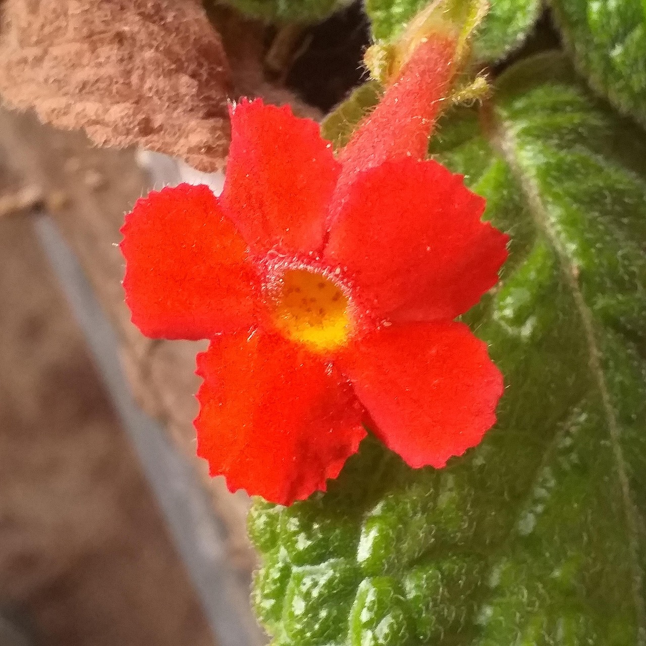 Nature Flower Red - Free photo on Pixabay - Pixabay