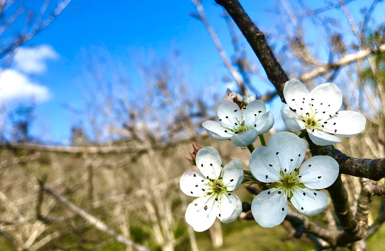 Flowers Botany Spring - Free photo on Pixabay - Pixabay