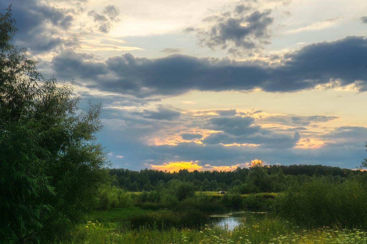 Forest Wetland Russia - Free photo on Pixabay