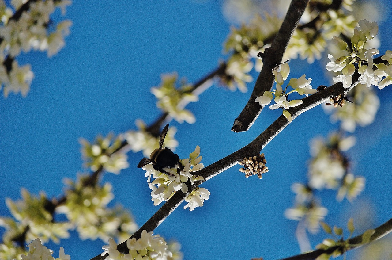 Bumblebee Flowers Spring - Free photo on Pixabay