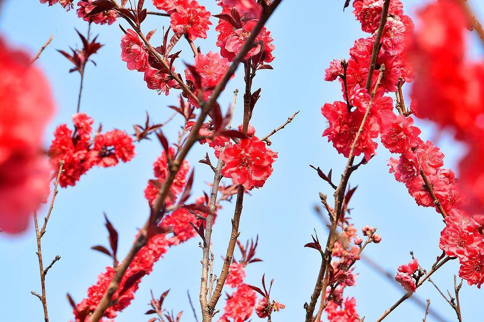 樱花 花 红樱花 - Pixabay上的免费照片 - Pixabay
