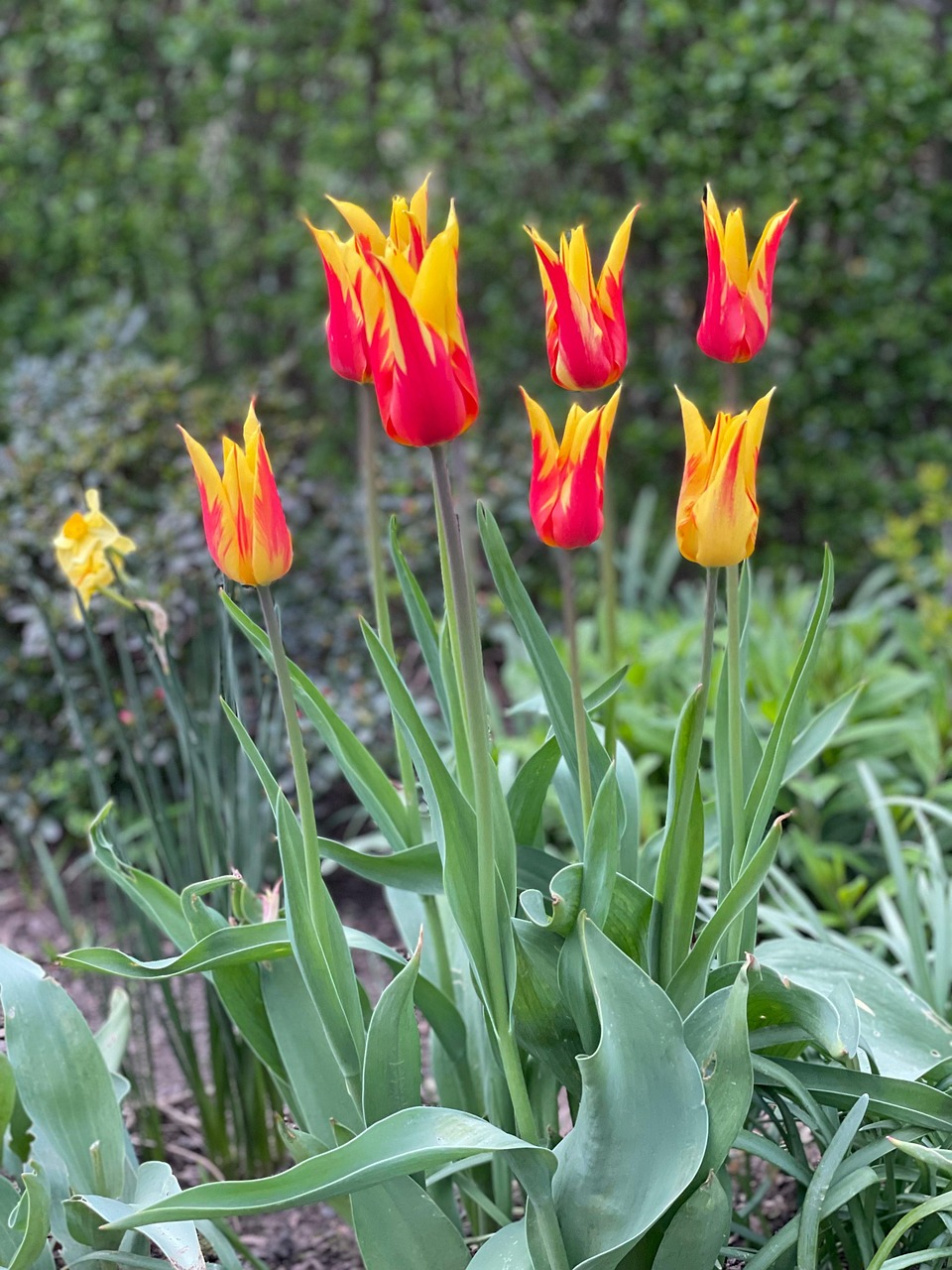 Tulips Tulip Easter - Free photo on Pixabay - Pixabay