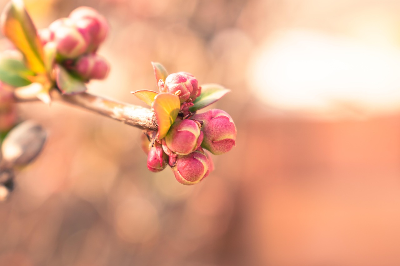 Bourgeons De Fleurs Le Printemps - Photo gratuite sur Pixabay - Pixabay
