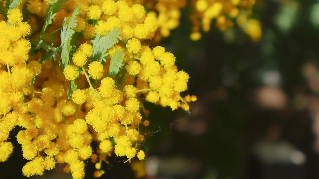 Mimosa Fleurs Le Printemps - Photo gratuite sur Pixabay - Pixabay