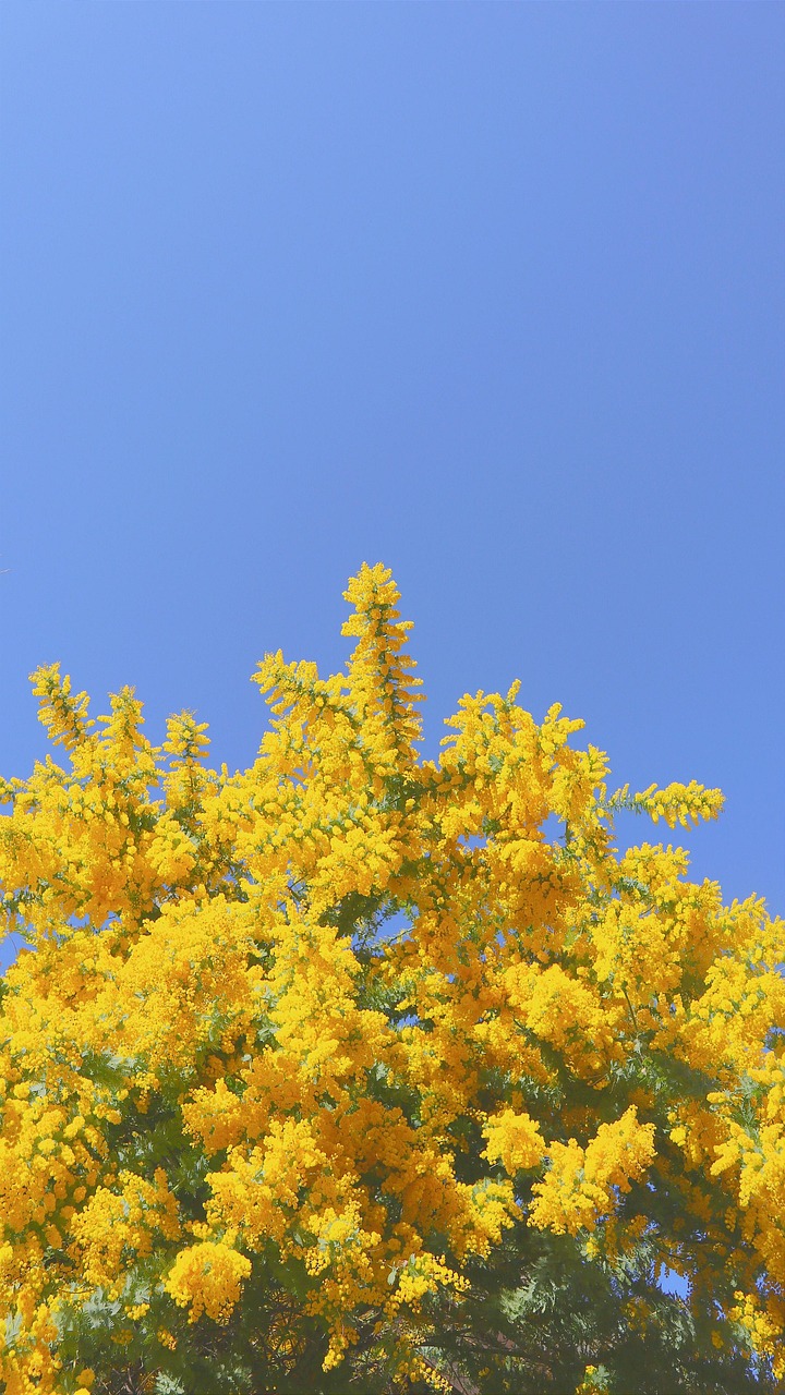 Mimosa Ciel Bleu - Photo gratuite sur Pixabay - Pixabay