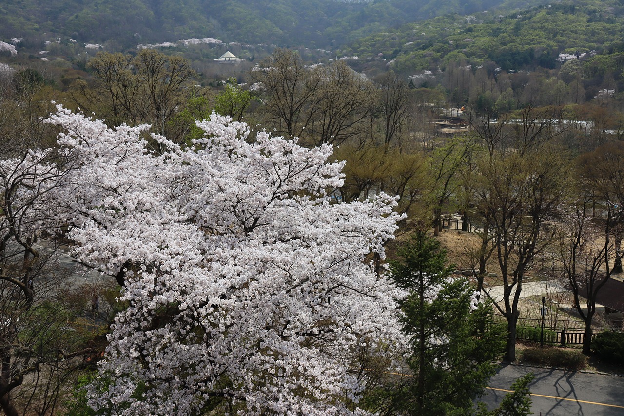 Cherry Blossom Bunga Musim Semi - Foto gratis di Pixabay - Pixabay