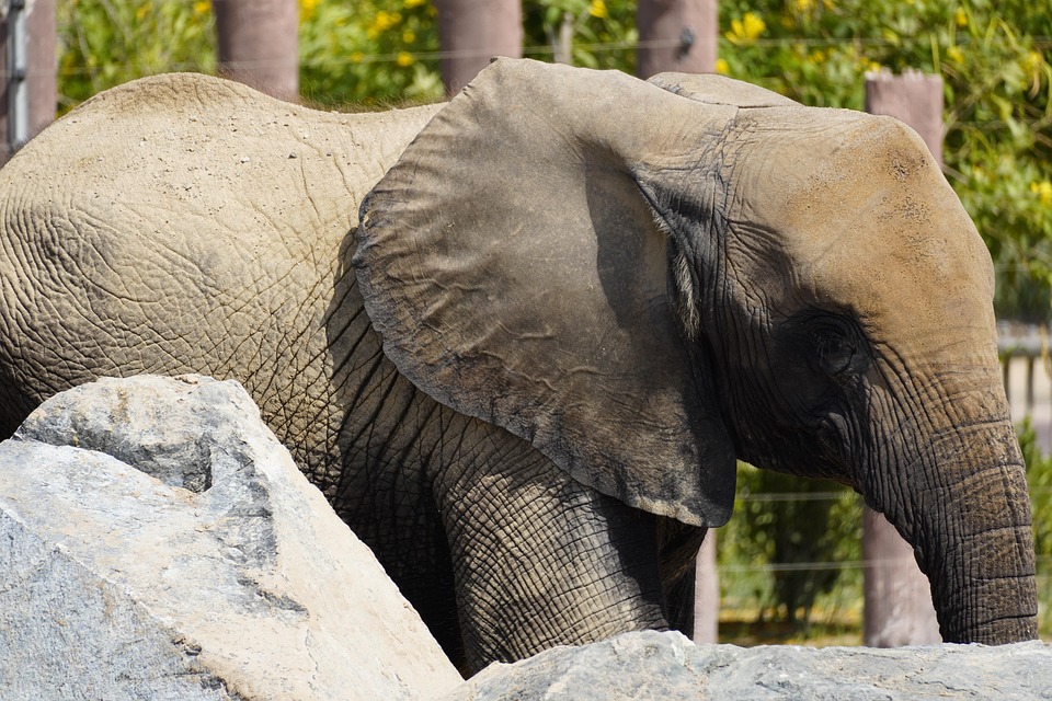 Elephant Animal Mammal - Free photo on Pixabay