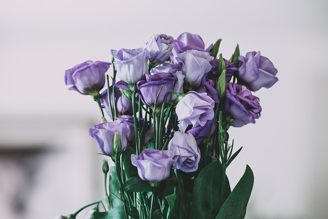 Violetti Ruusut Violetit Kukat - Ilmainen valokuva Pixabayssa
