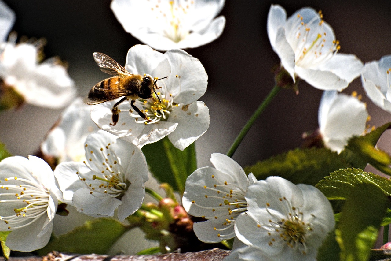 Cherry Blossoms Bee Pollination - Free photo on Pixabay - Pixabay